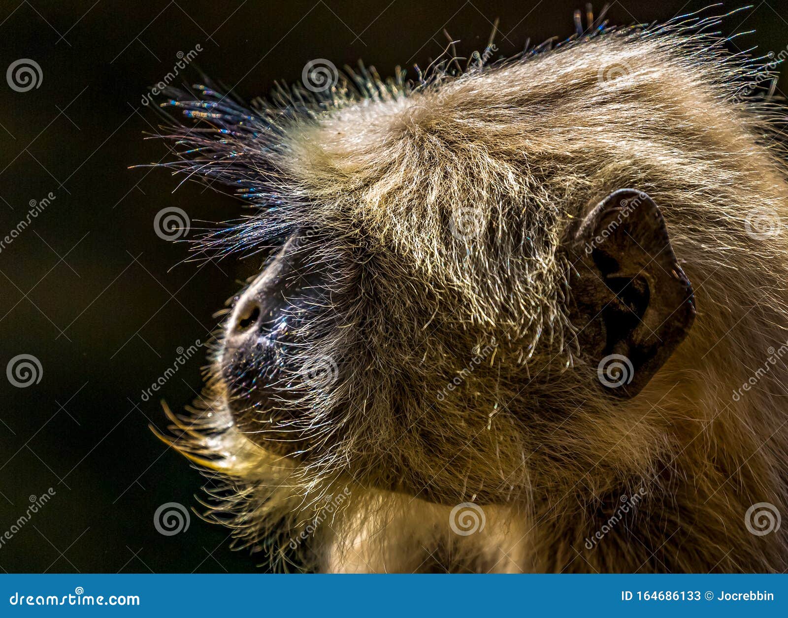 Black Faced Monkey, Grey Langur in Ranthambore Park Stock Image - Image ...