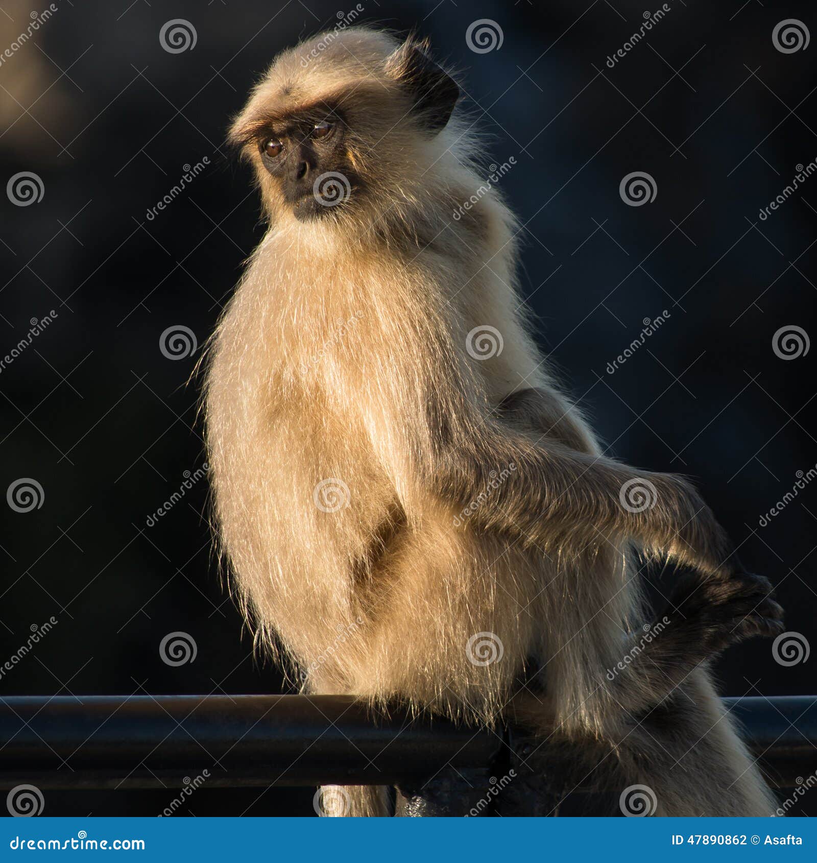 Blace Faced Monkey, Grey Langur Stock Photo - Image of dussumieri, asia ...