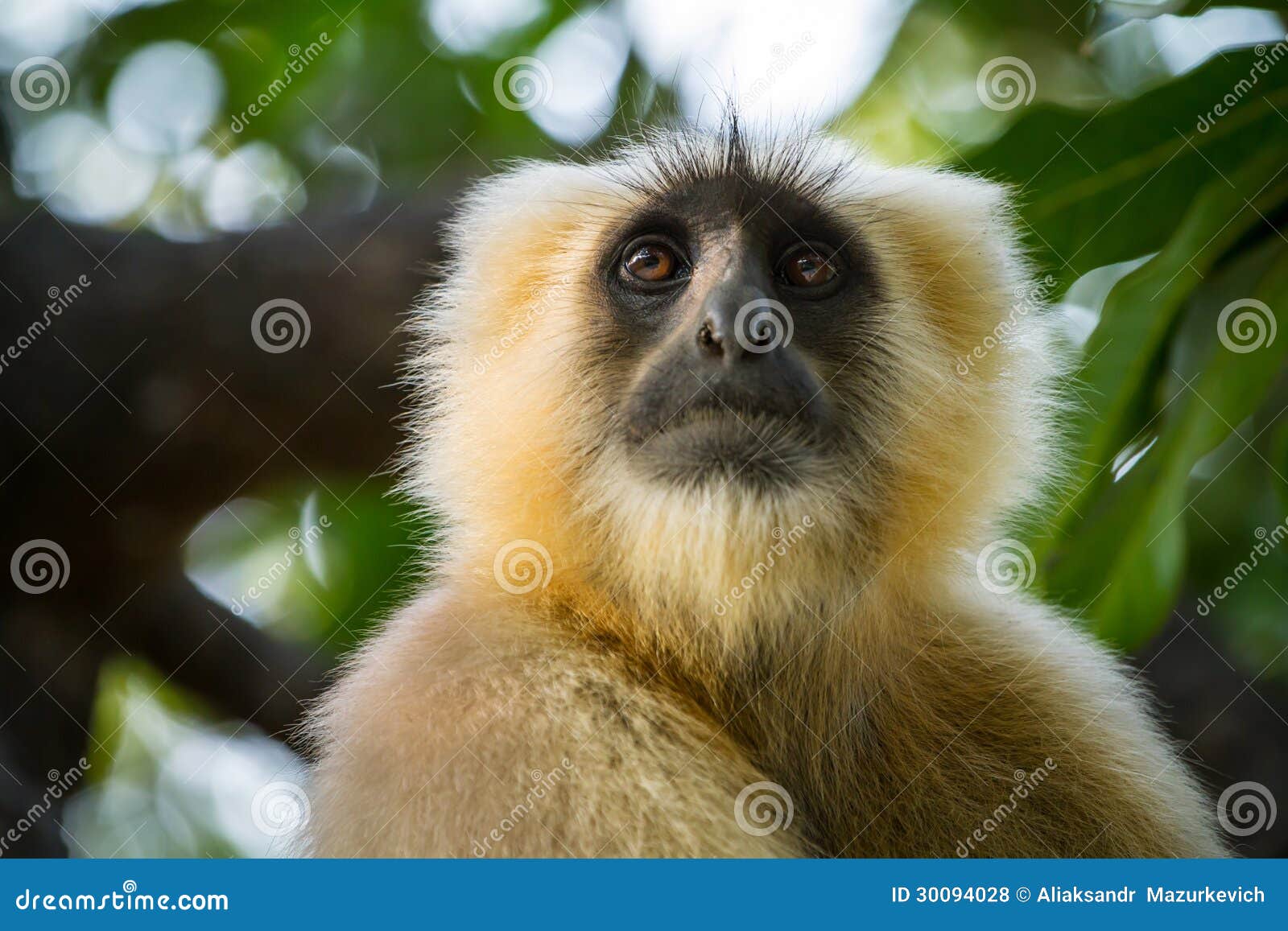 Blace Faced Monkey, Grey Langur Stock Photo - Image of langur, hair ...