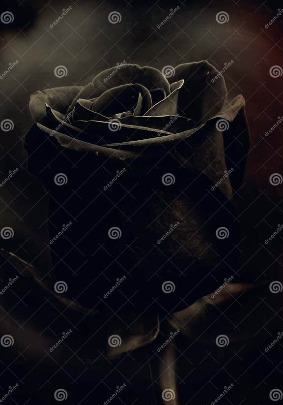 Black abstract rose single stock photo. Image of flower - 115912160