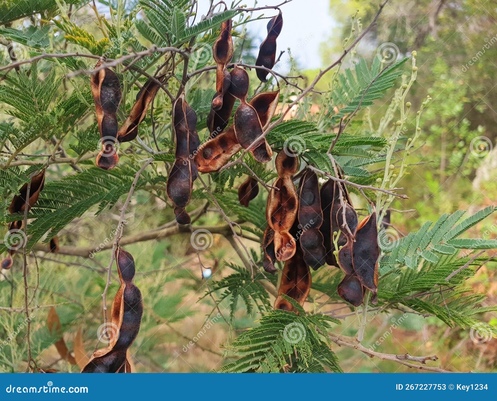 Black acacia seed pods stock image. Image of colorful - 267227753