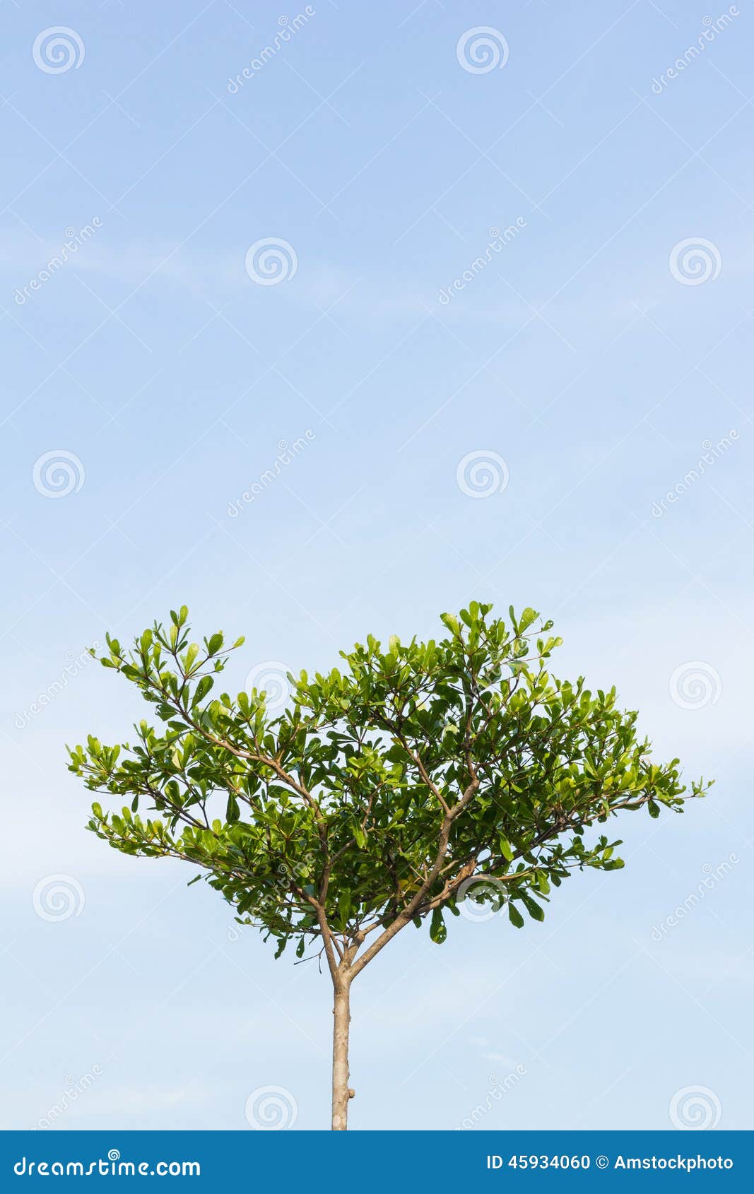 Black Afara Tree with sky stock photo. Image of sunlight - 45934060
