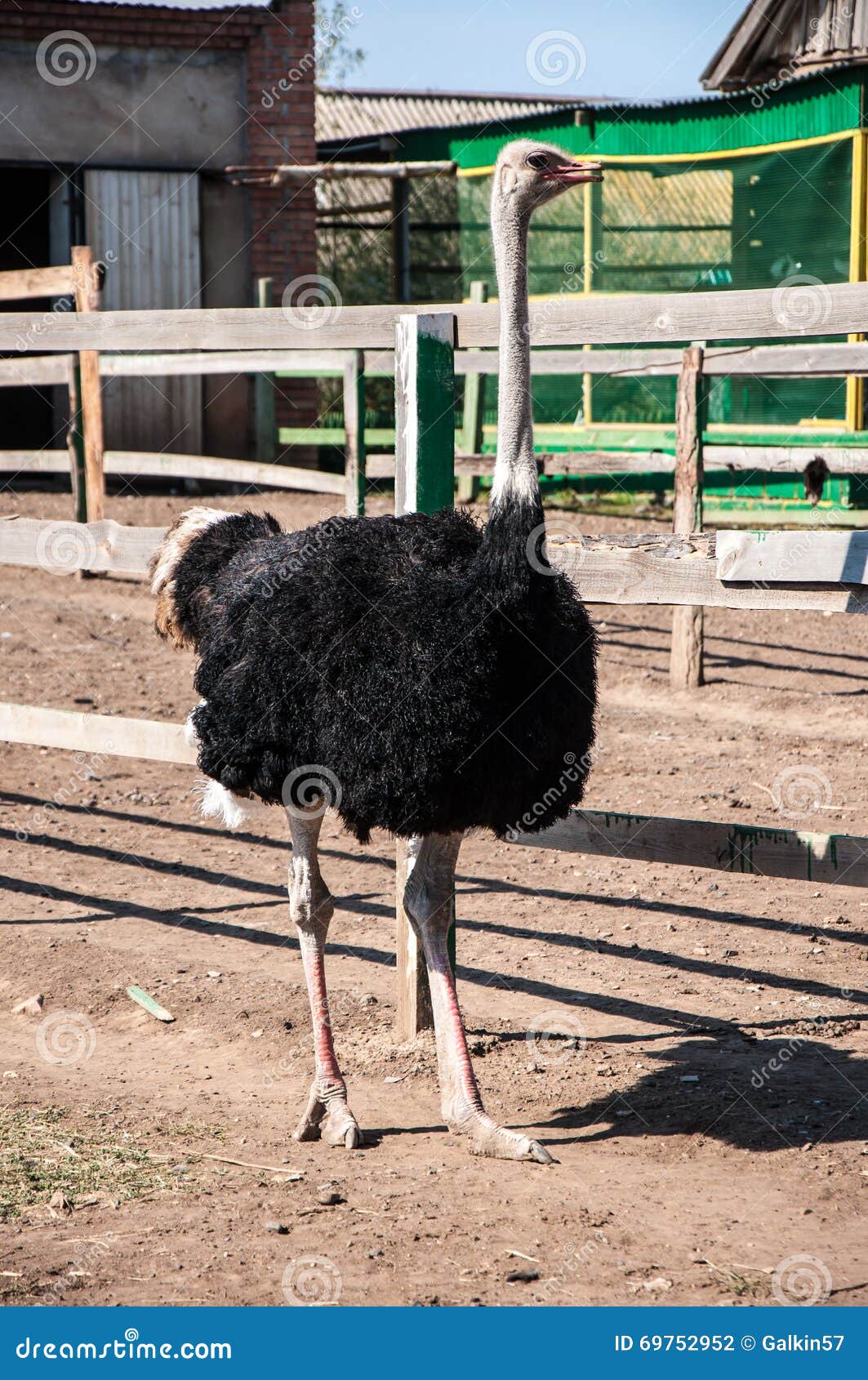Black African ostrich stock photo. Image of park, curiosity - 69752952