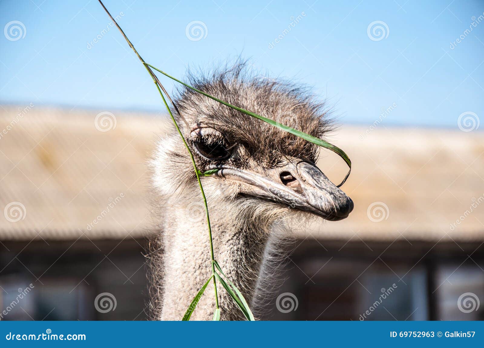 Black African ostrich stock image. Image of pecker, struthio - 69752963