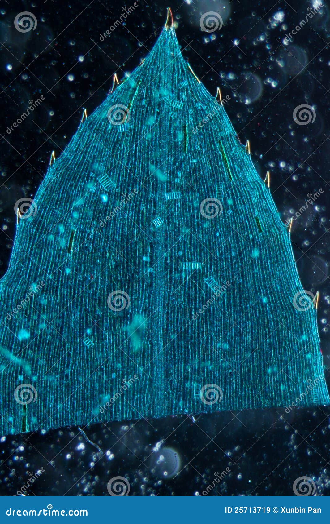 Micrograph Of A Black Bumblebee Sitting On A Spiny Shell Of A Chestnut ...