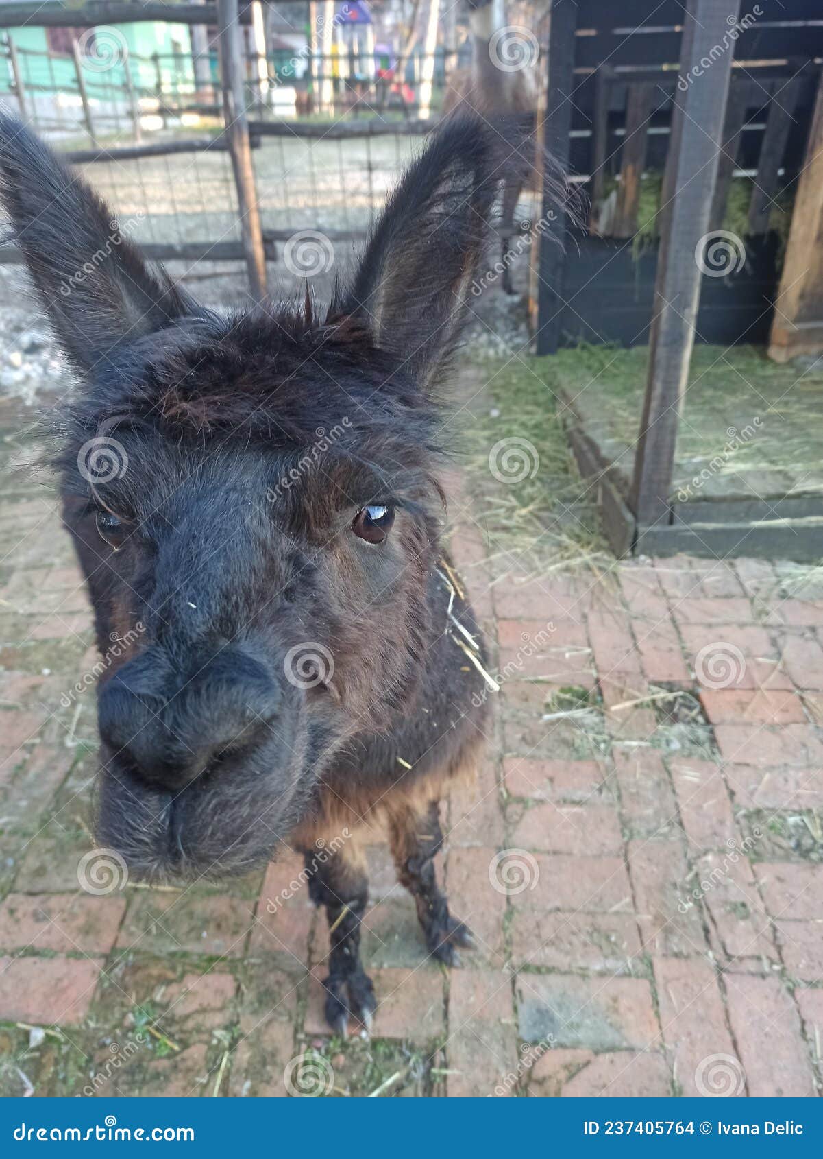 Black Alpaca Head in Close Up Stock Photo - Image of animal, primate ...