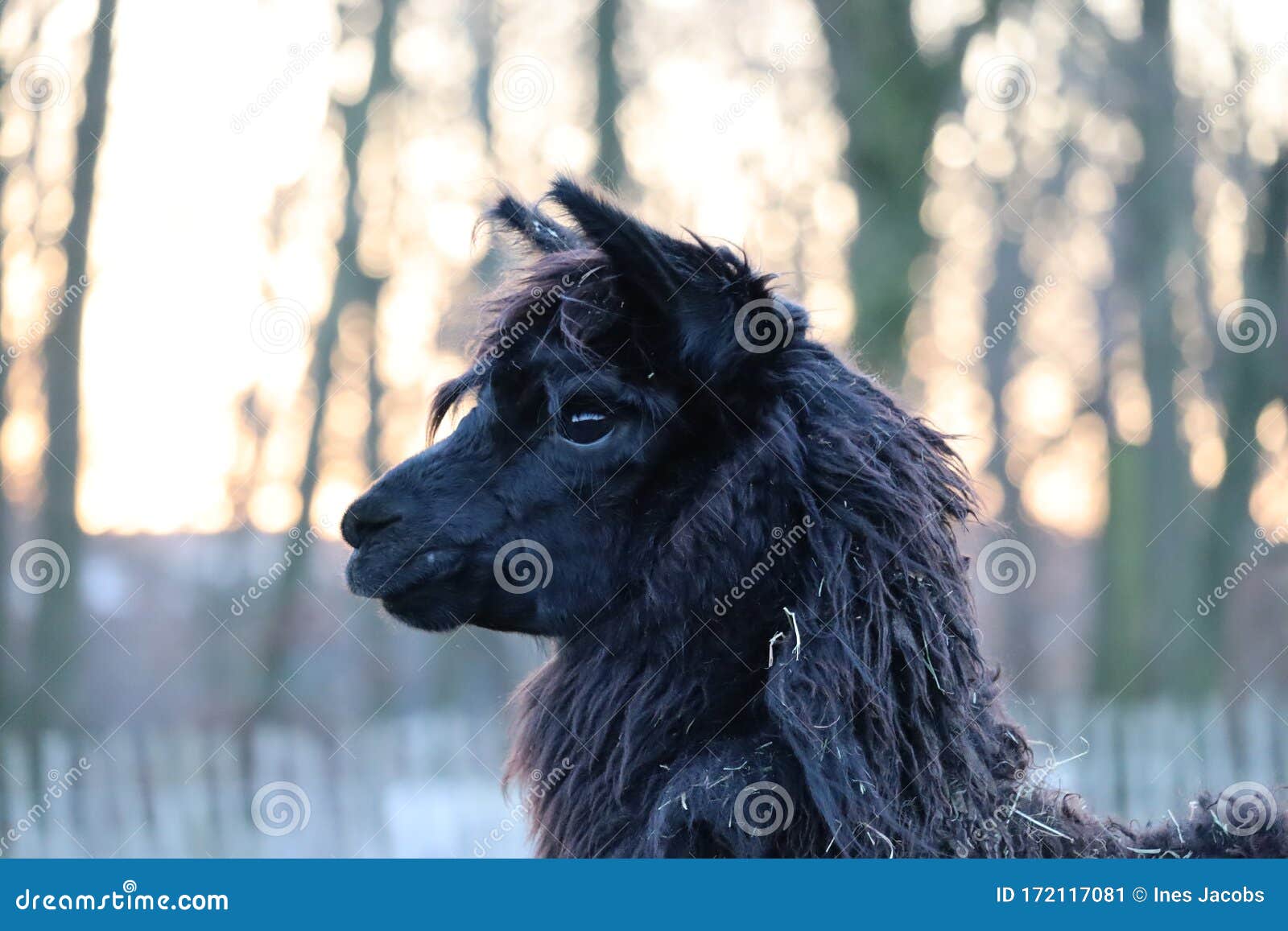 Black Alpaca stock image. Image of shear, wildlife, fury - 172117081