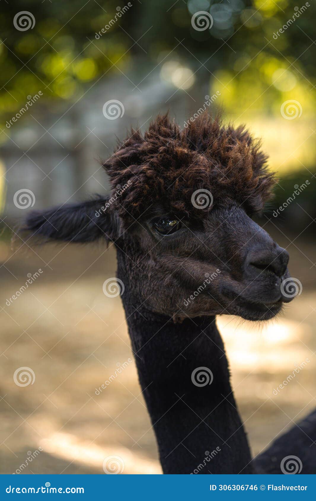 Black Alpaca Head Portrait, Animal with Fluffy Friendly Face Stock ...