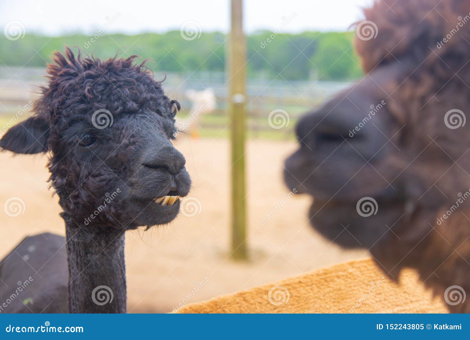 Black Alpaca Looking at Brown Alpaca Stock Image - Image of handsome ...