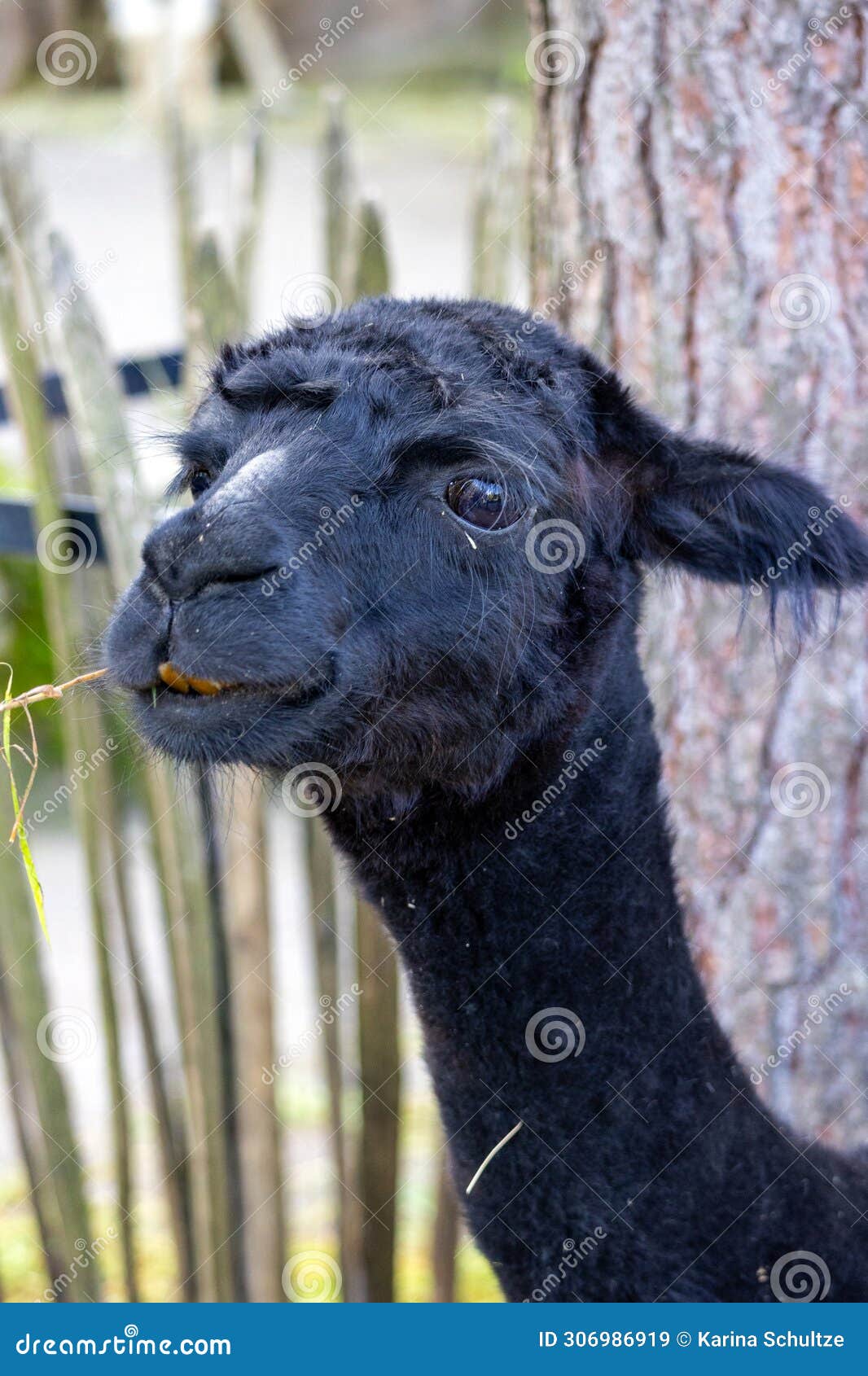 Black Alpaca Looking at the Camera with a Piece of Bread in Its Mouth ...