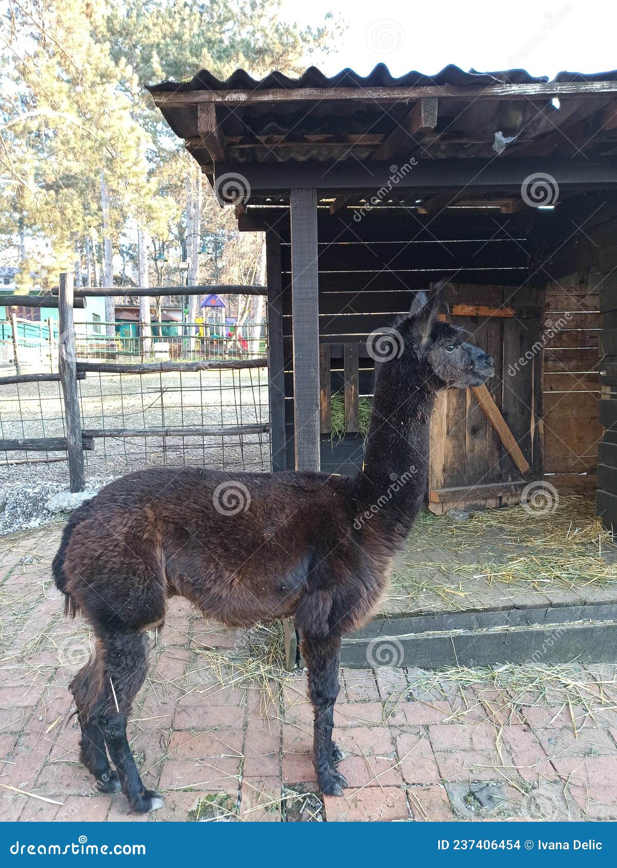 Black Alpaca Profile. Gentle, Considerate and Smart Representative of ...