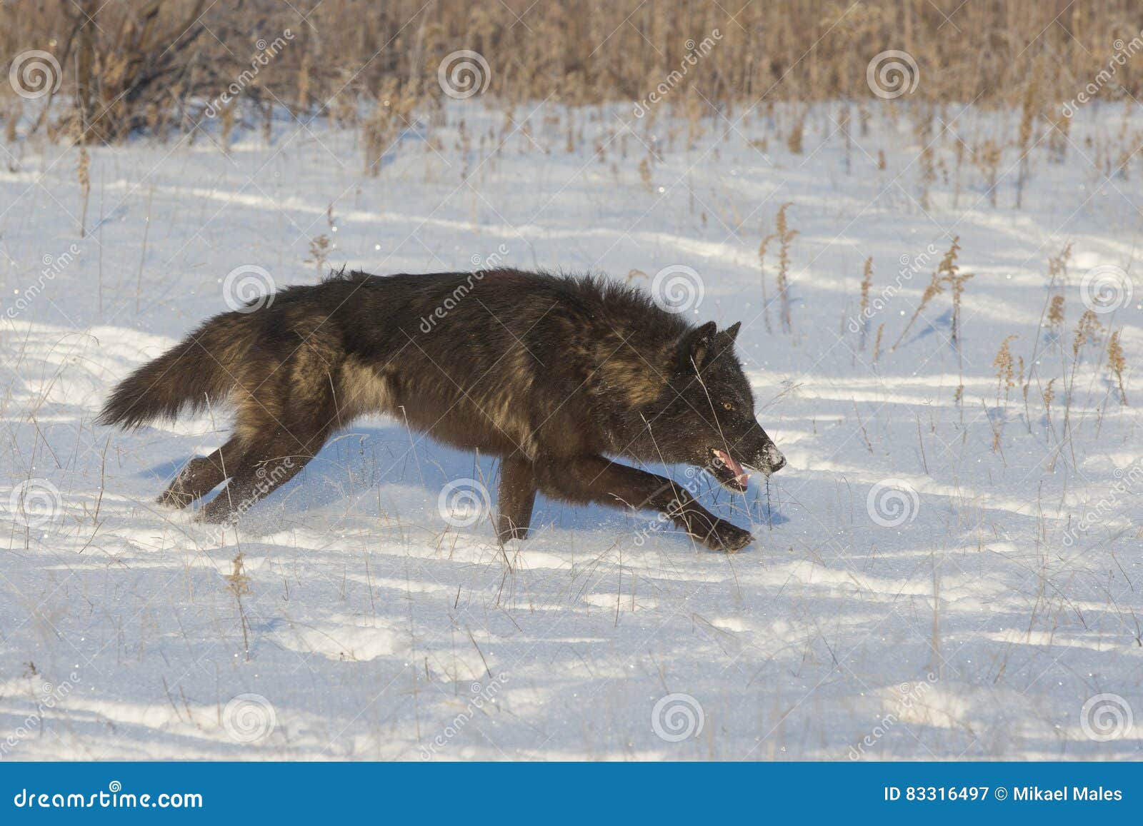 Black Timber Wolf Pictures