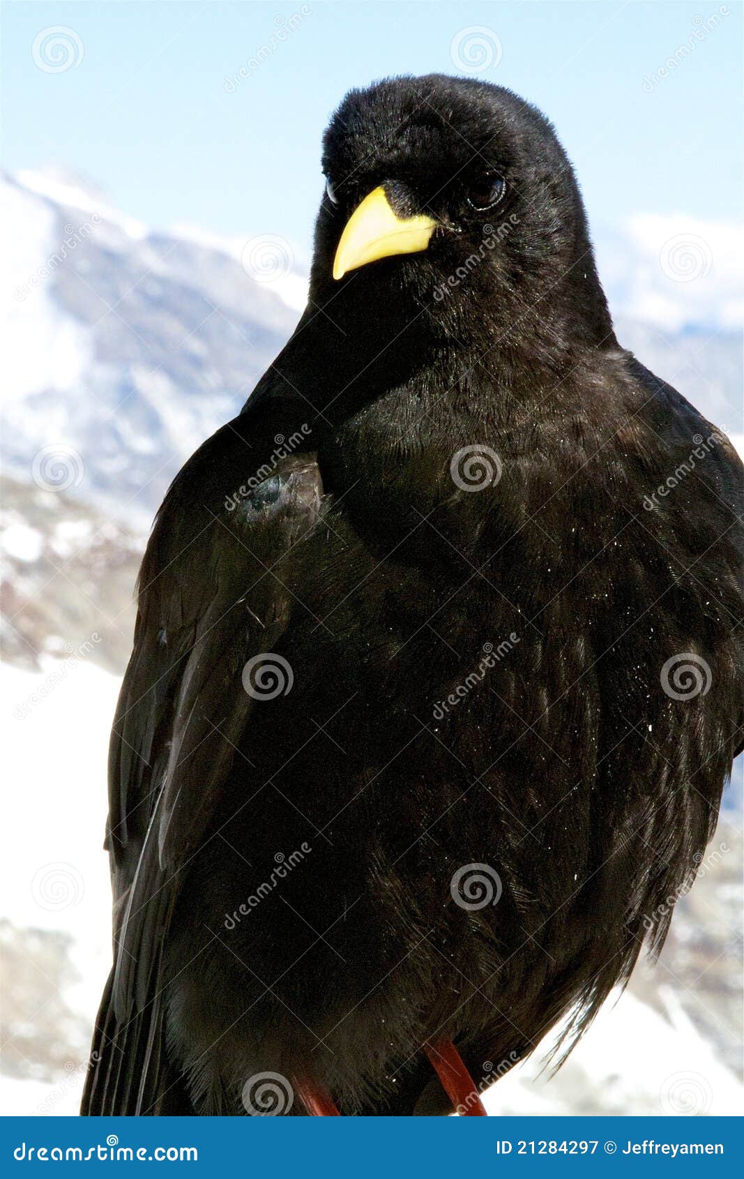 Black Alpine Bird stock image. Image of panoramic, hike - 21284297