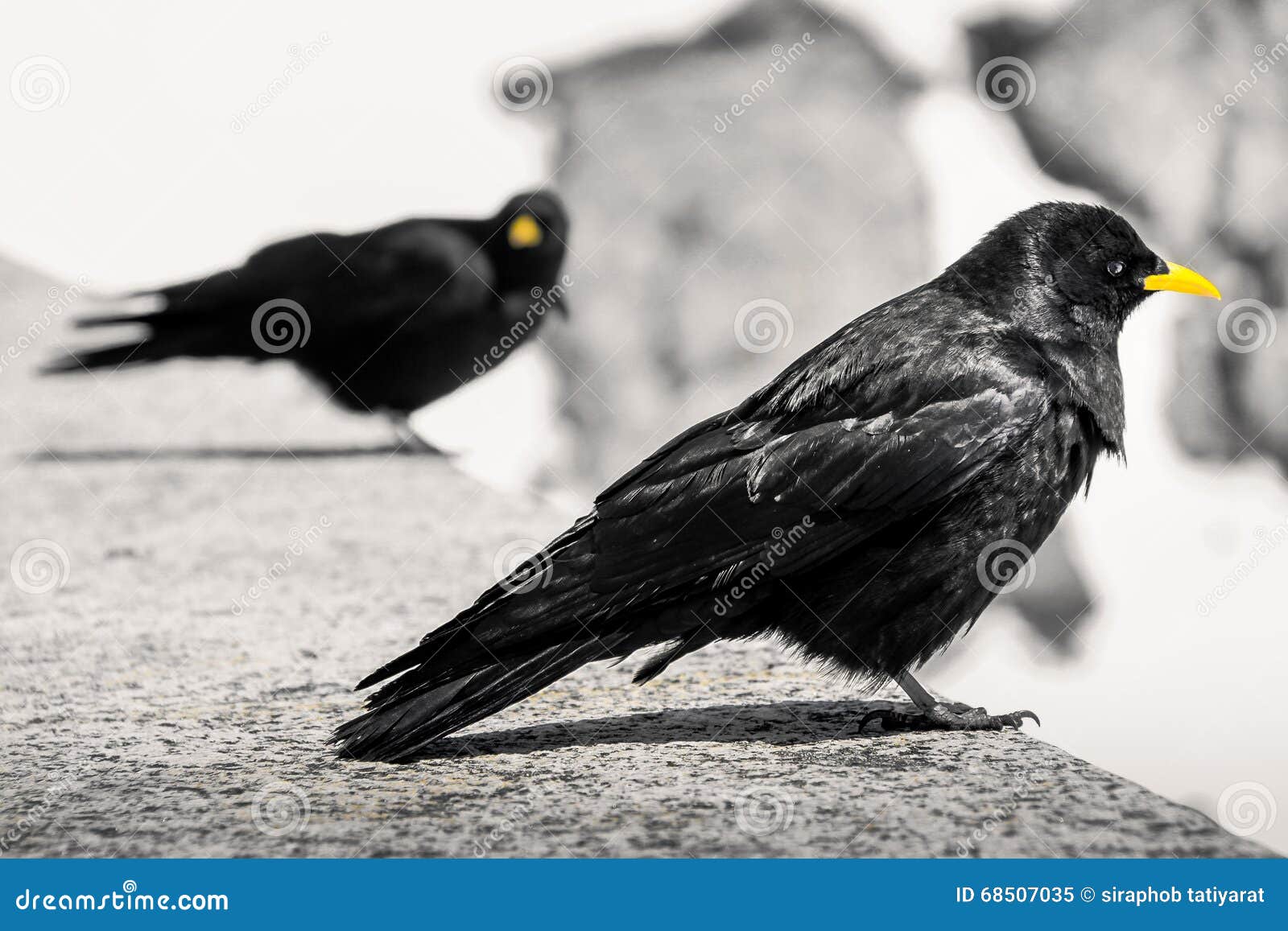 Black Alpine bird stock image. Image of mountain, bird - 68507035