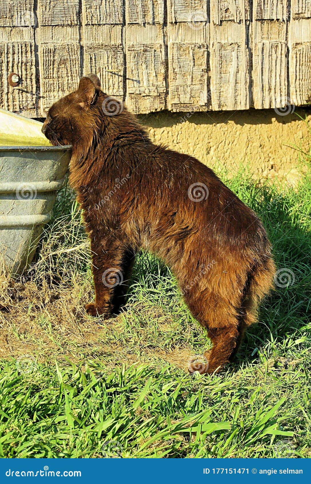 Black American Bobtail Manx Cat Stock Image - Image of manx, black ...