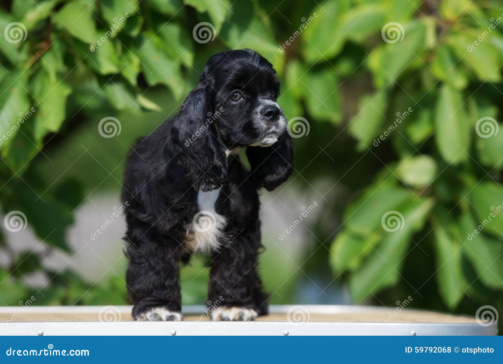 Black Baby Cocker Spaniel