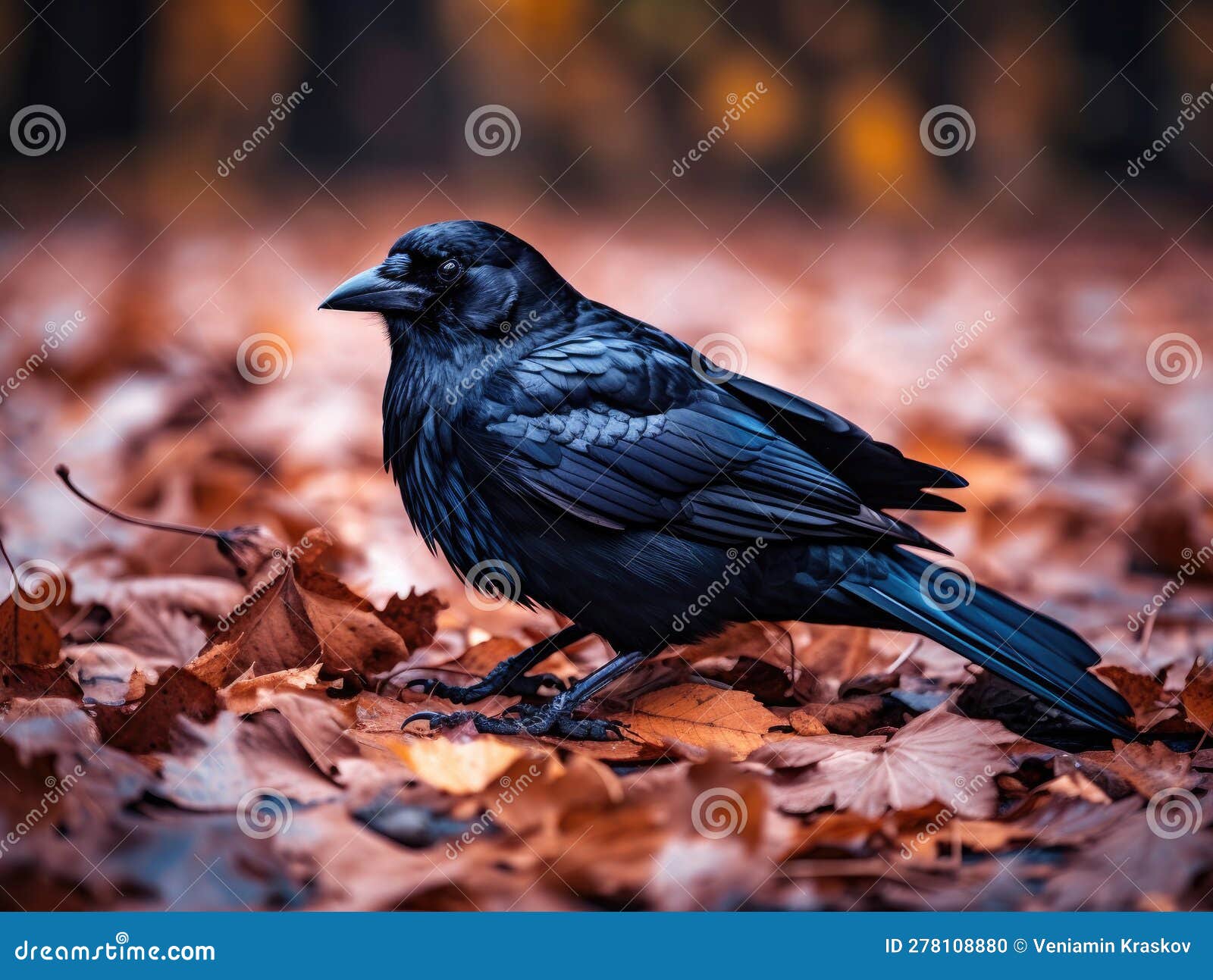 A black american crow stock illustration. Illustration of bird - 278108880