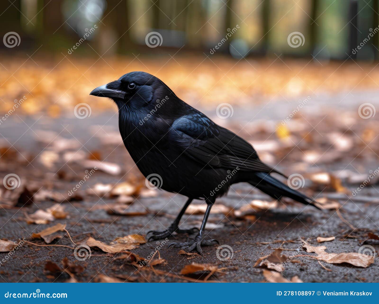 A black american crow stock illustration. Illustration of ground ...