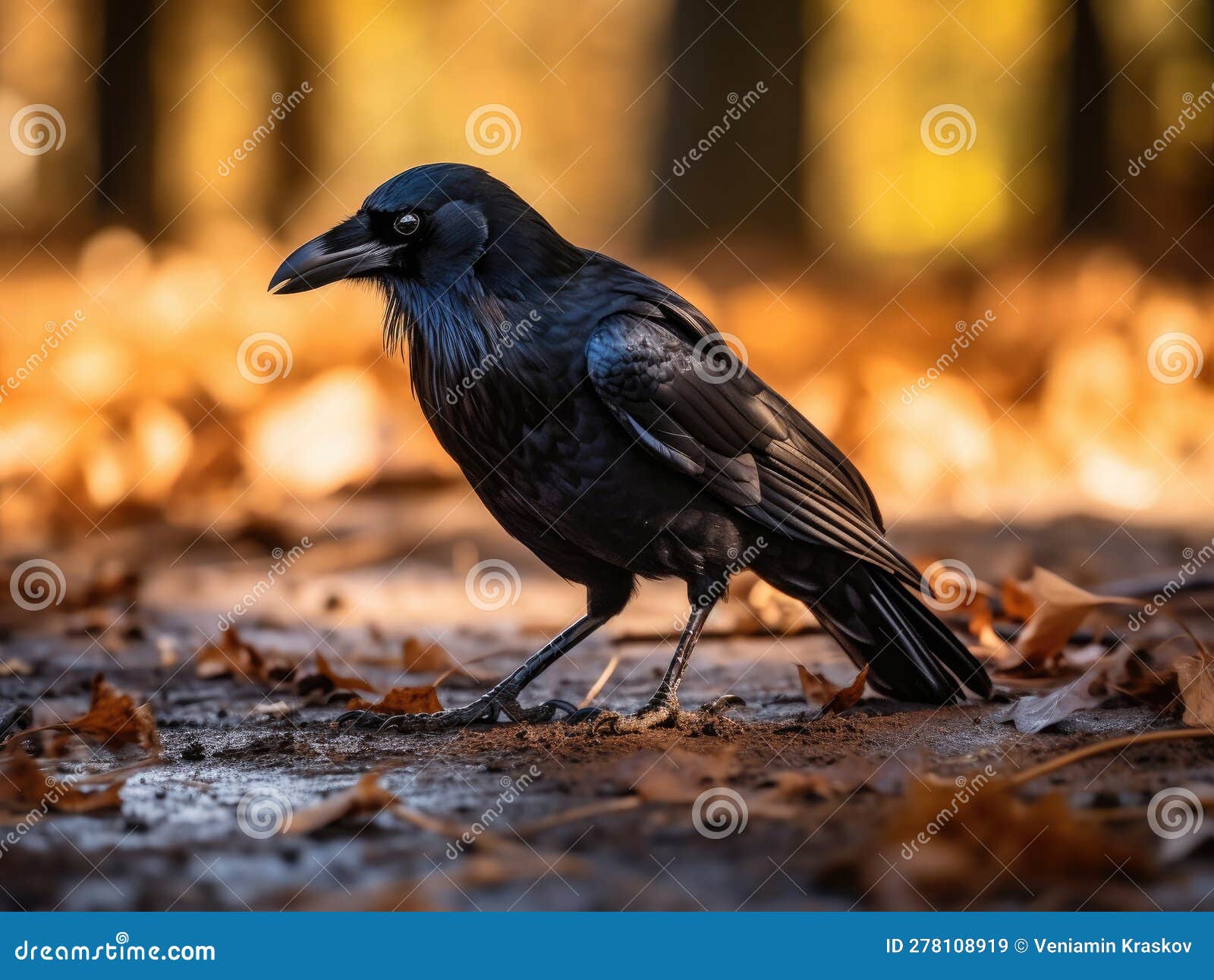 A black american crow stock illustration. Illustration of ground ...