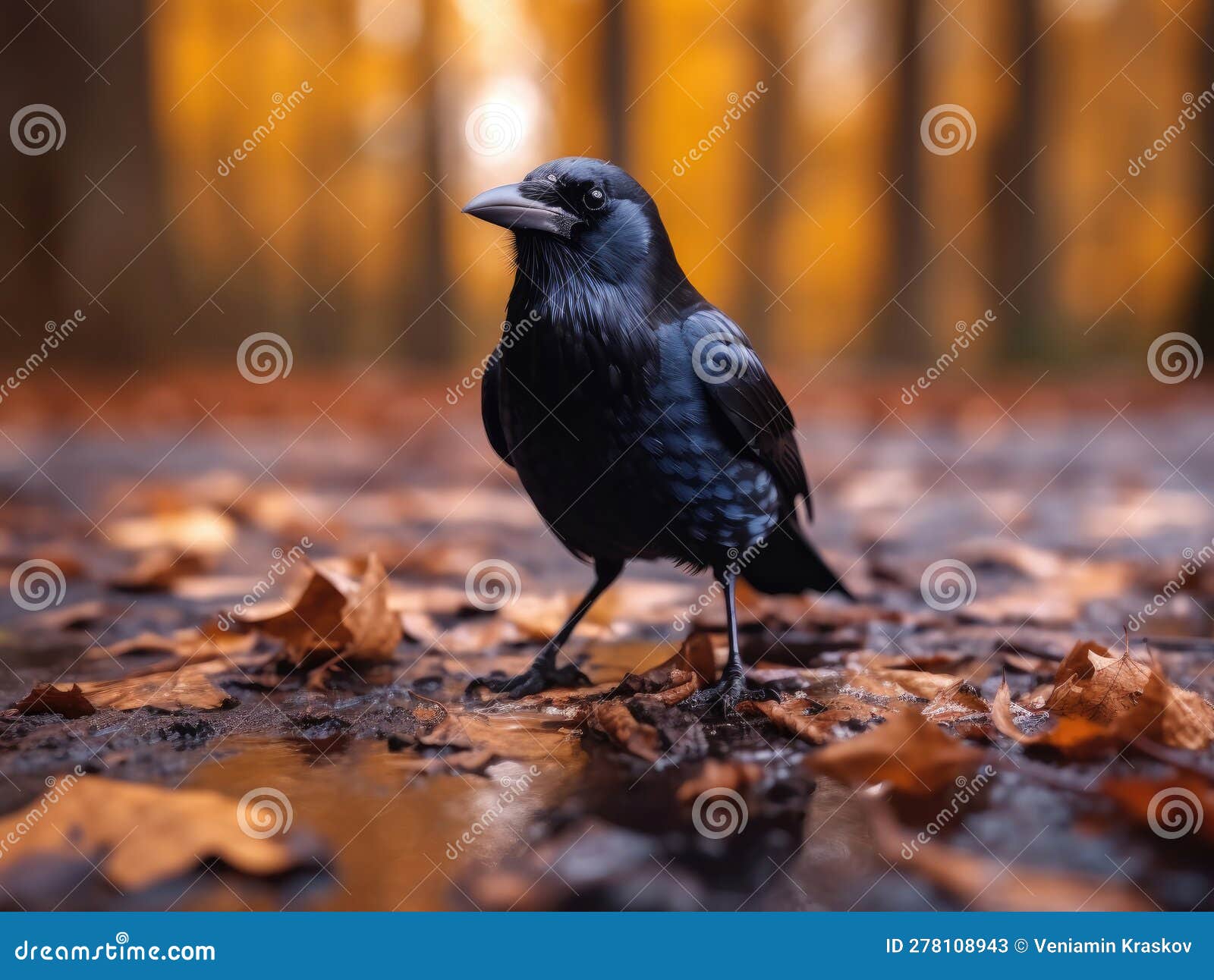 A black american crow stock illustration. Illustration of park - 278108943