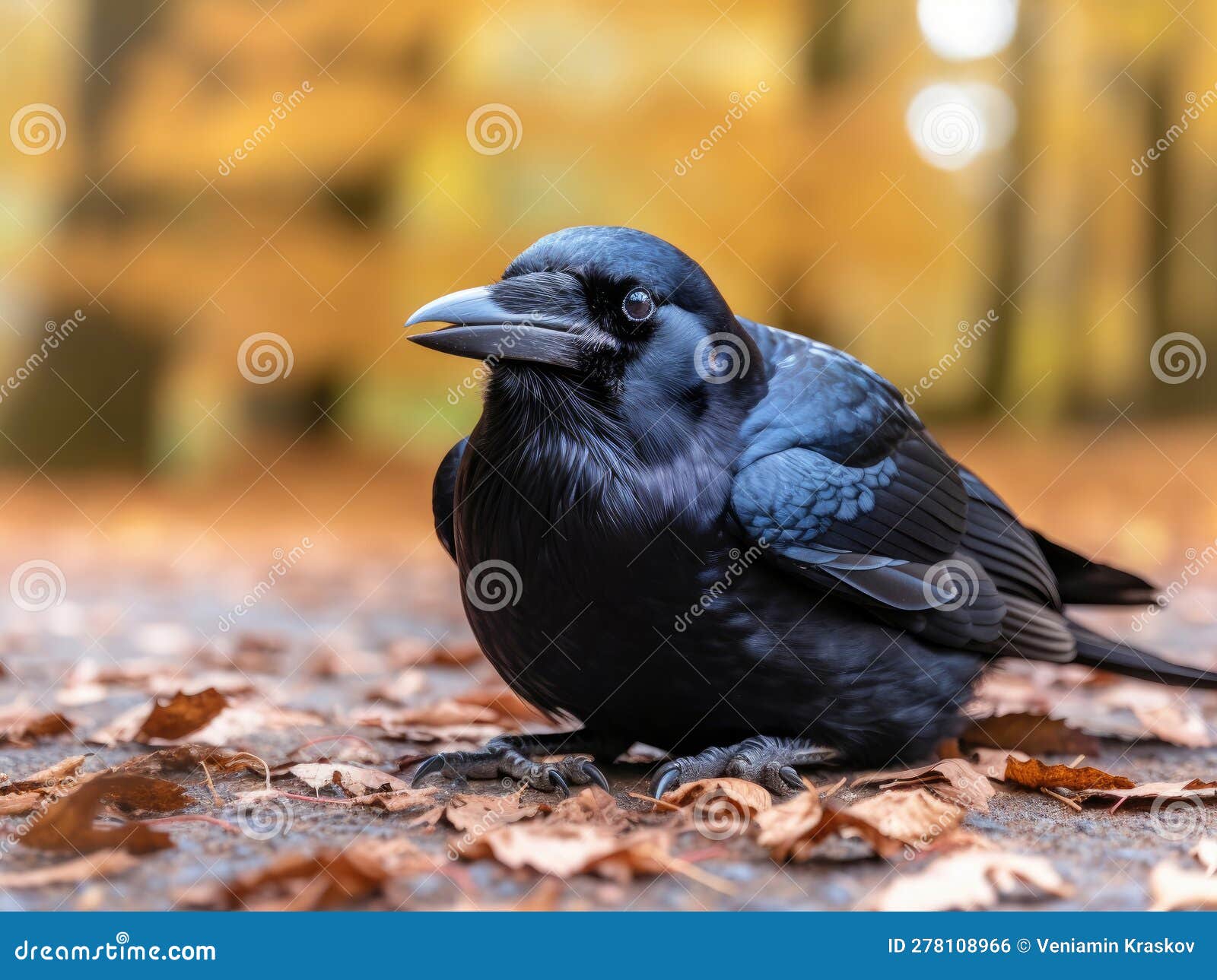 A black american crow stock illustration. Illustration of corvus ...