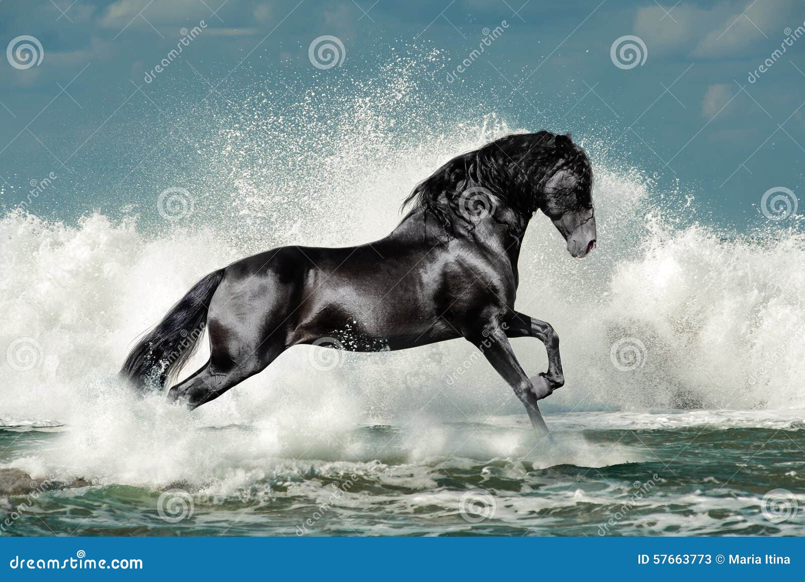 Black Andalusian Stallion and Sea Wave Stock Image - Image of jump ...