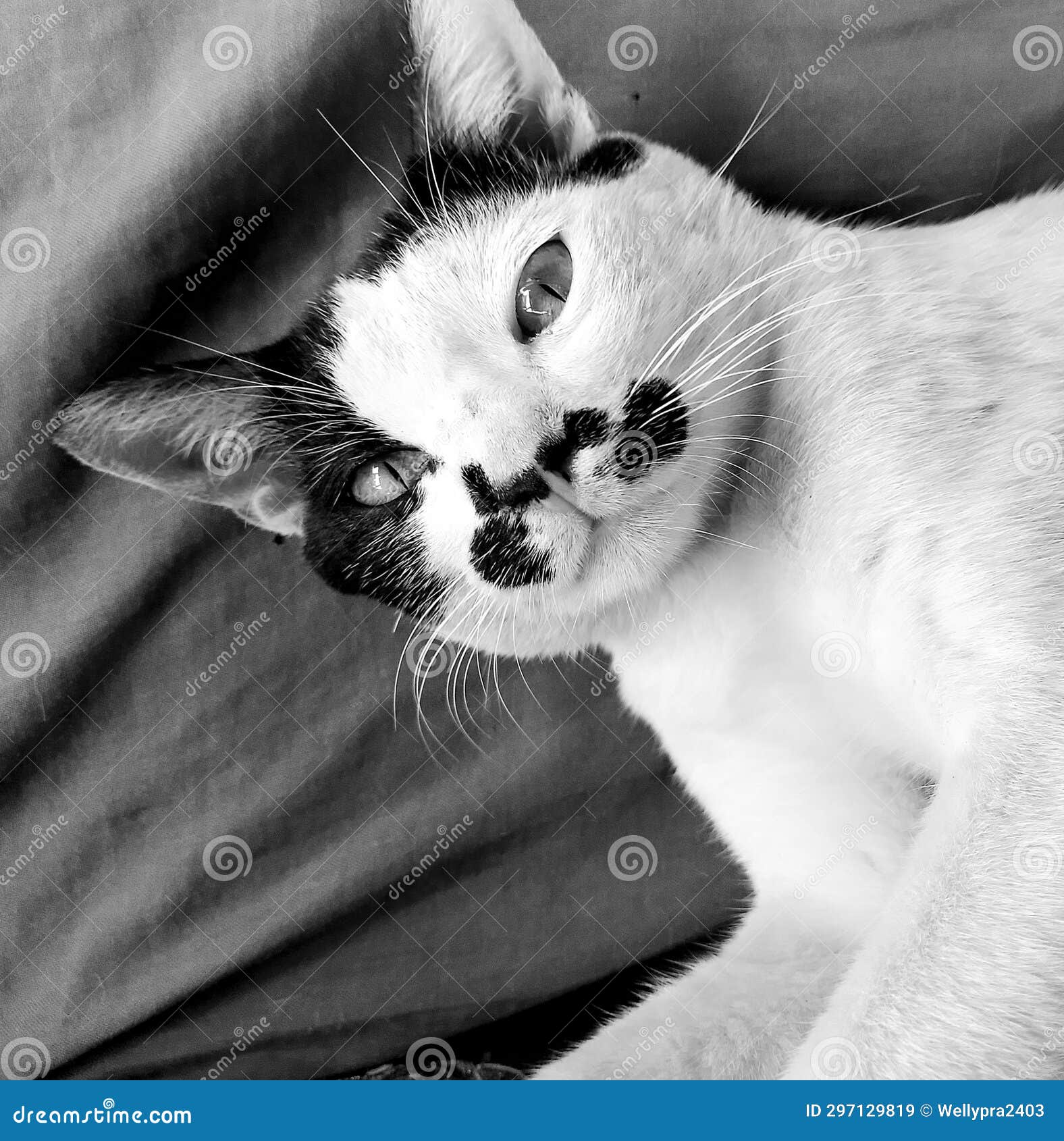 Black Ang White Cute Cat Looks Cool Stock Image - Image of looks, beaut ...