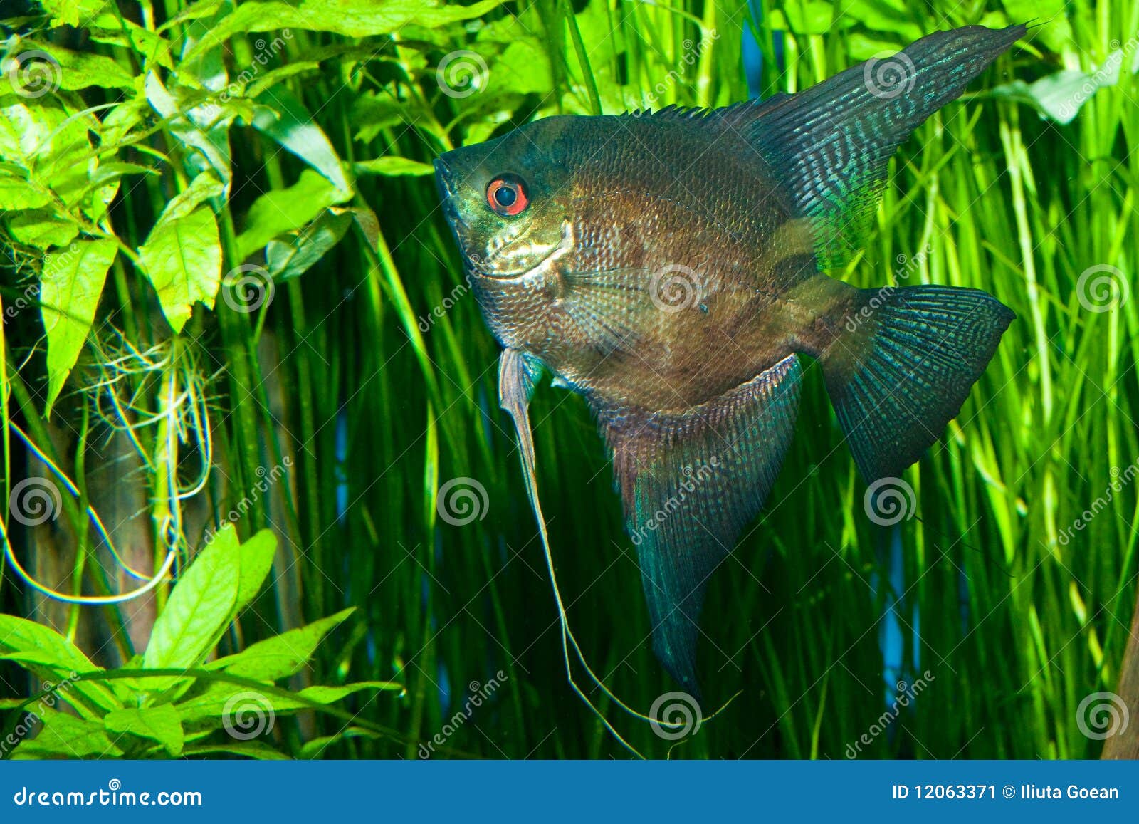 Black Angelfish stock image. Image of fishtank, freshwater - 12063371