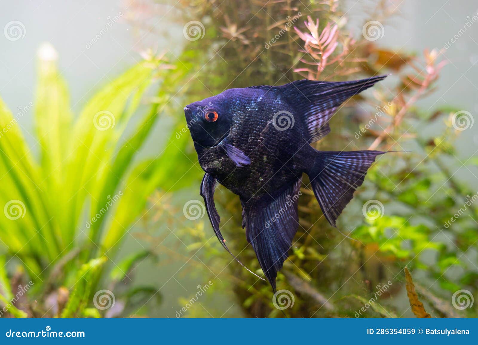 Black Angelfish in the Aquarium Stock Image - Image of blue, water ...
