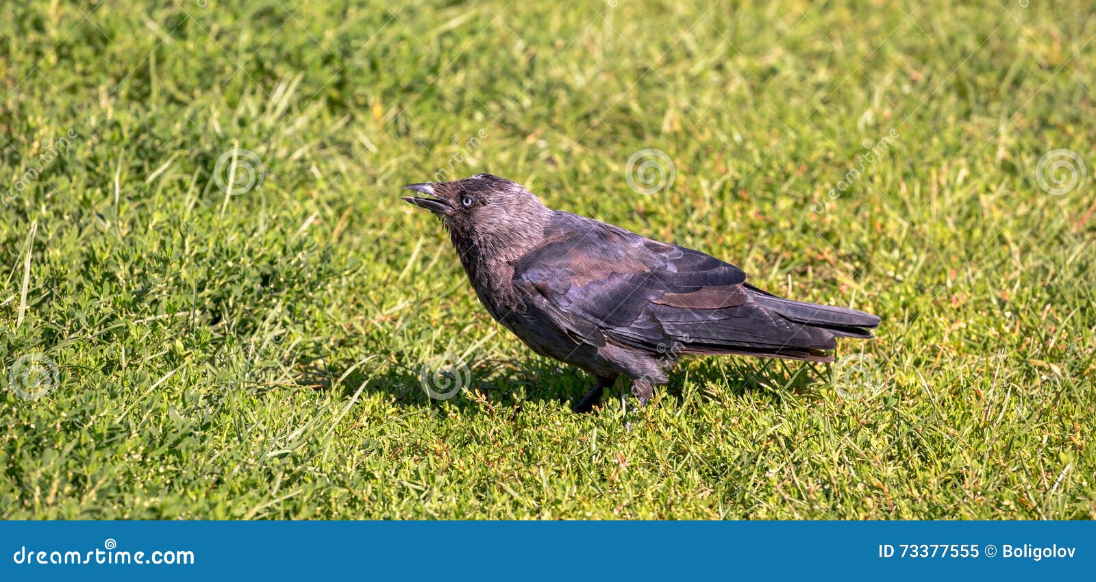 Black Angry Bird Crying Under Sun in Green Grass Stock Image - Image of ...