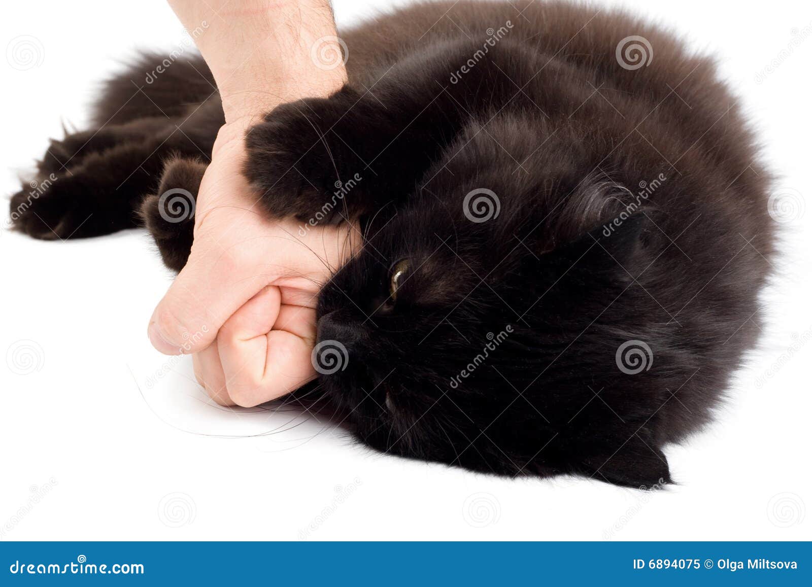 Black Angry Cat Biting Man S Hand Stock Image - Image of human, play ...