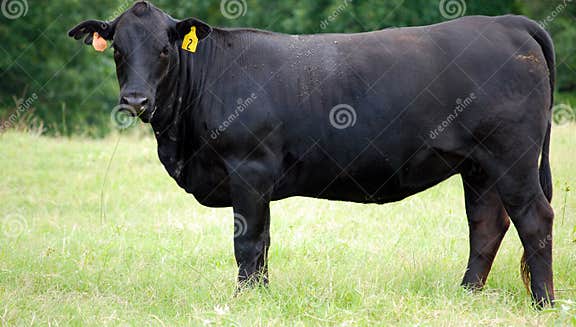 Black Angus #2 stock photo. Image of pasture, nature, agriculture - 5763804