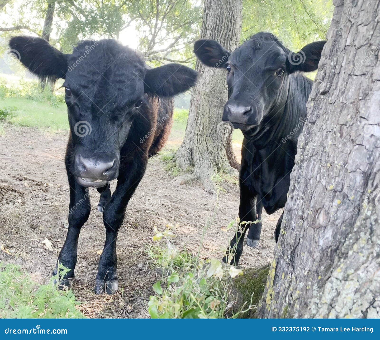 Black Angus Beef Calves in the Field with Trees Stock Photo - Image of ...