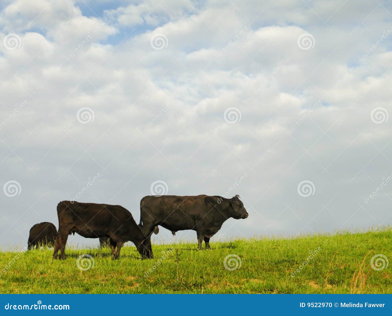 Black Angus Beef Cattle stock photo. Image of farm, cattle - 9522970