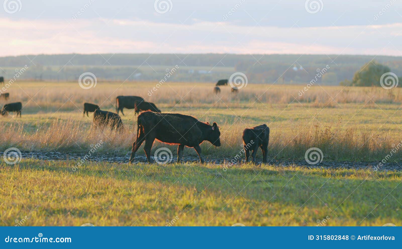 Black Angus Beef Cow. Cows in Field at Sunset. Small Tiny Calf Grazing ...