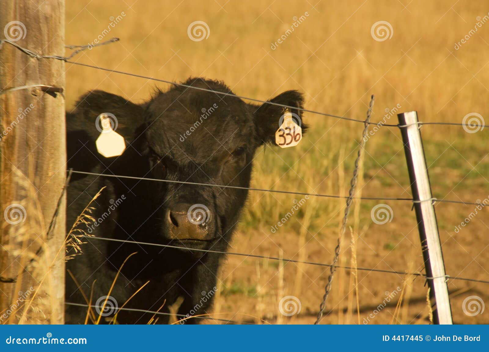 Black Angus Beef Cow in Field Stock Image - Image of curiosity, life ...