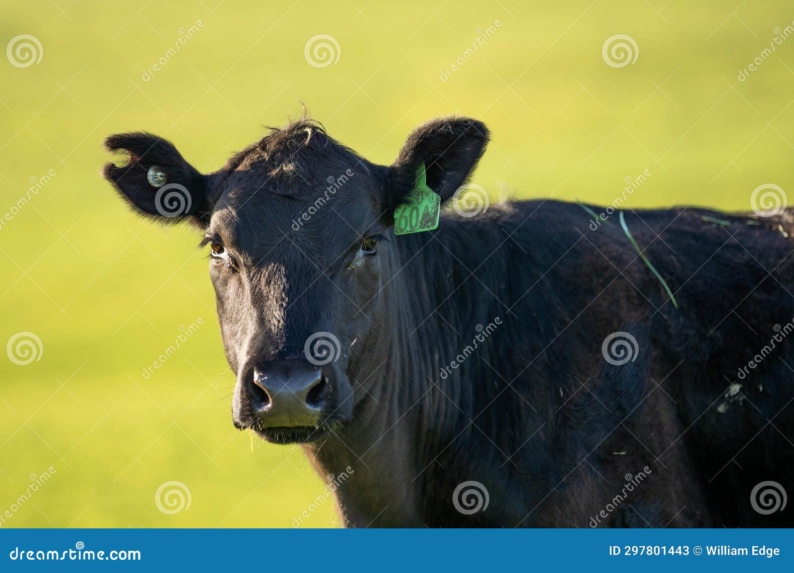 Black Angus Beef Cow in a Field Close Up in Australia Stock Image ...
