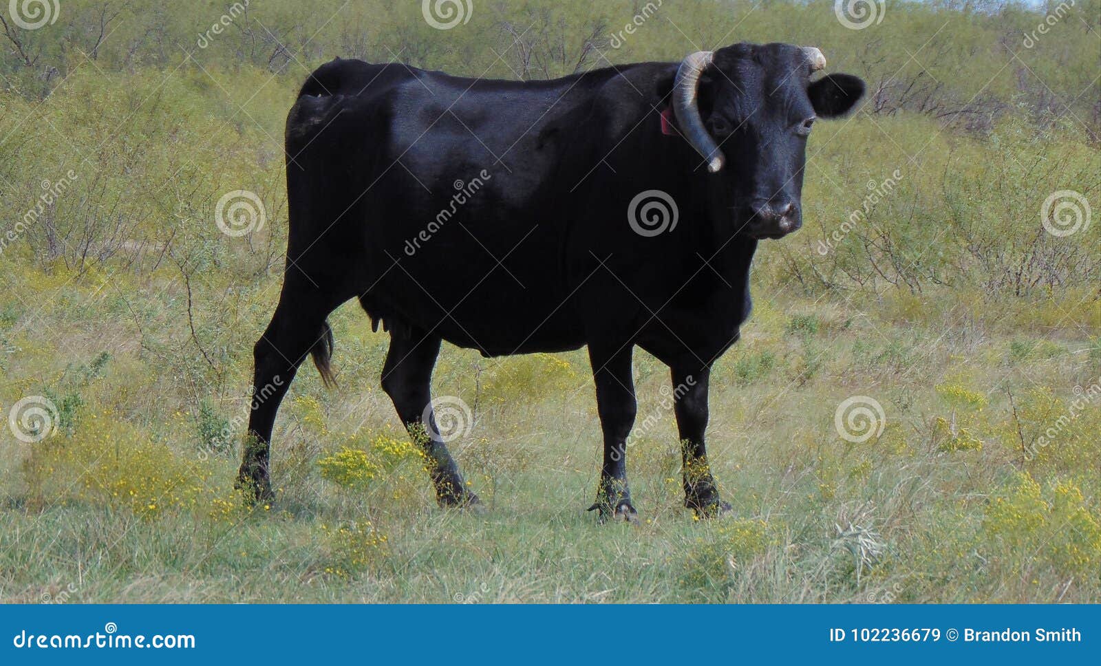 Black Angus with Broken Horn Stock Image - Image of levels, farm: 102236679