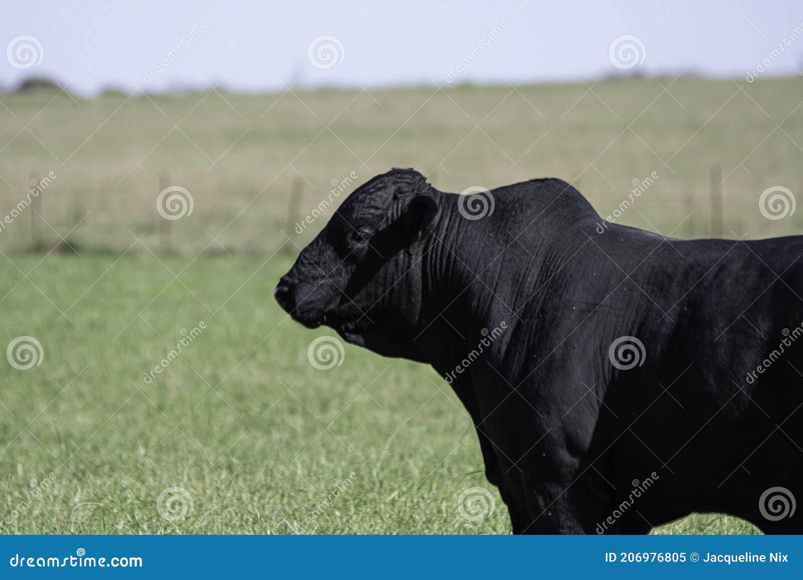 Black Angus Bull Profile with Negative Space Stock Image - Image of ...