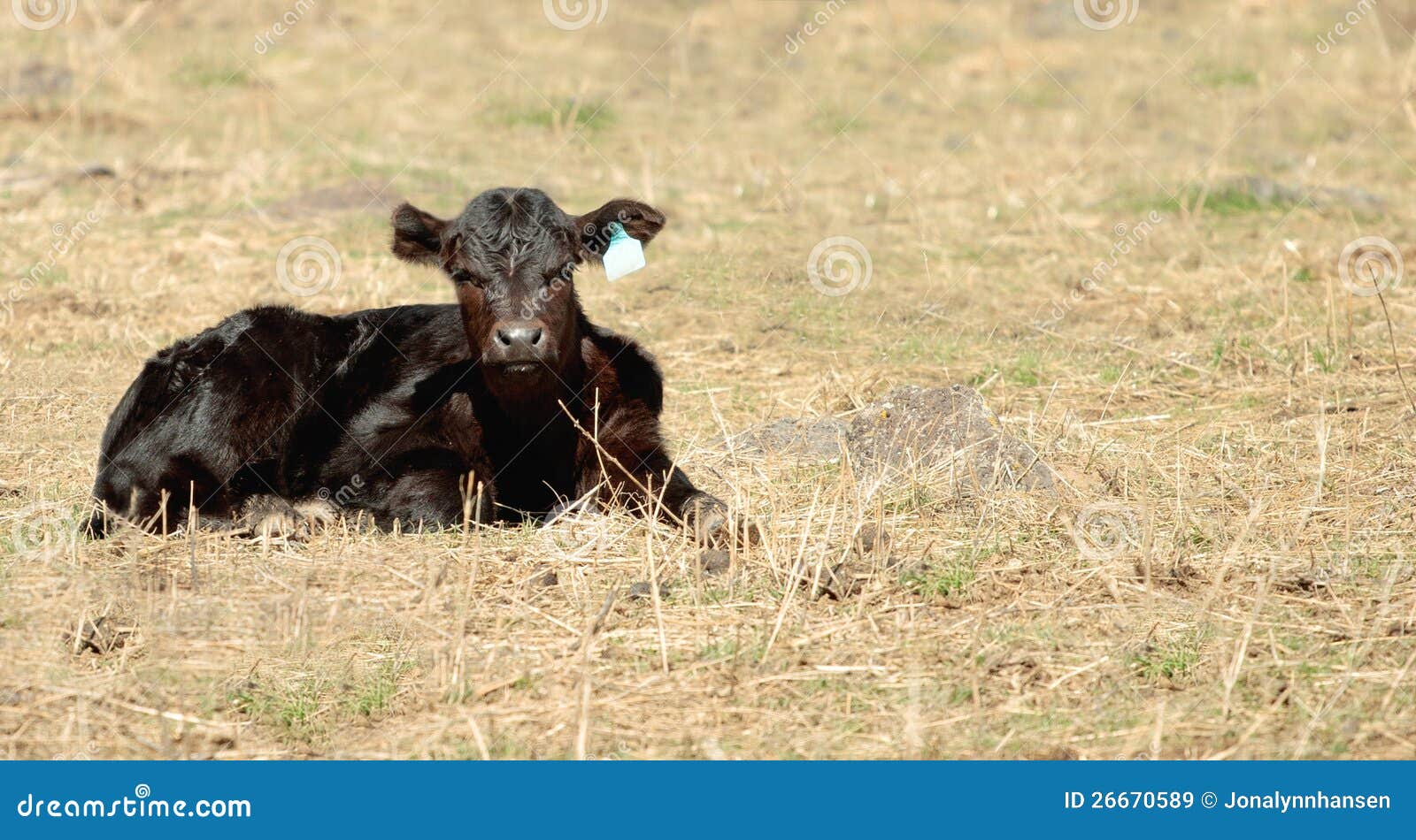 Black Angus calf stock image. Image of herd, smell, black - 26670589