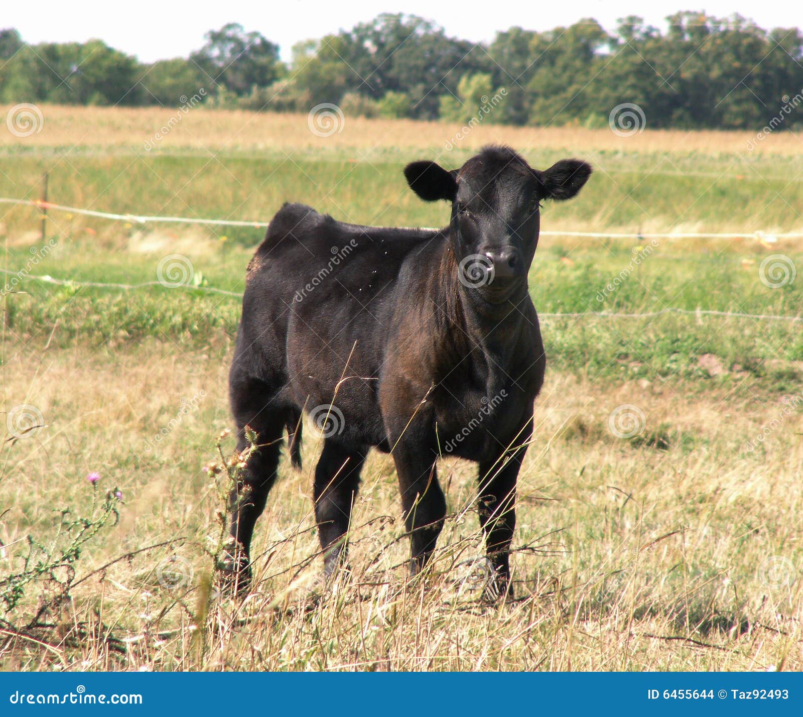 Black Angus calf stock photo. Image of clouds, livestock - 6455644