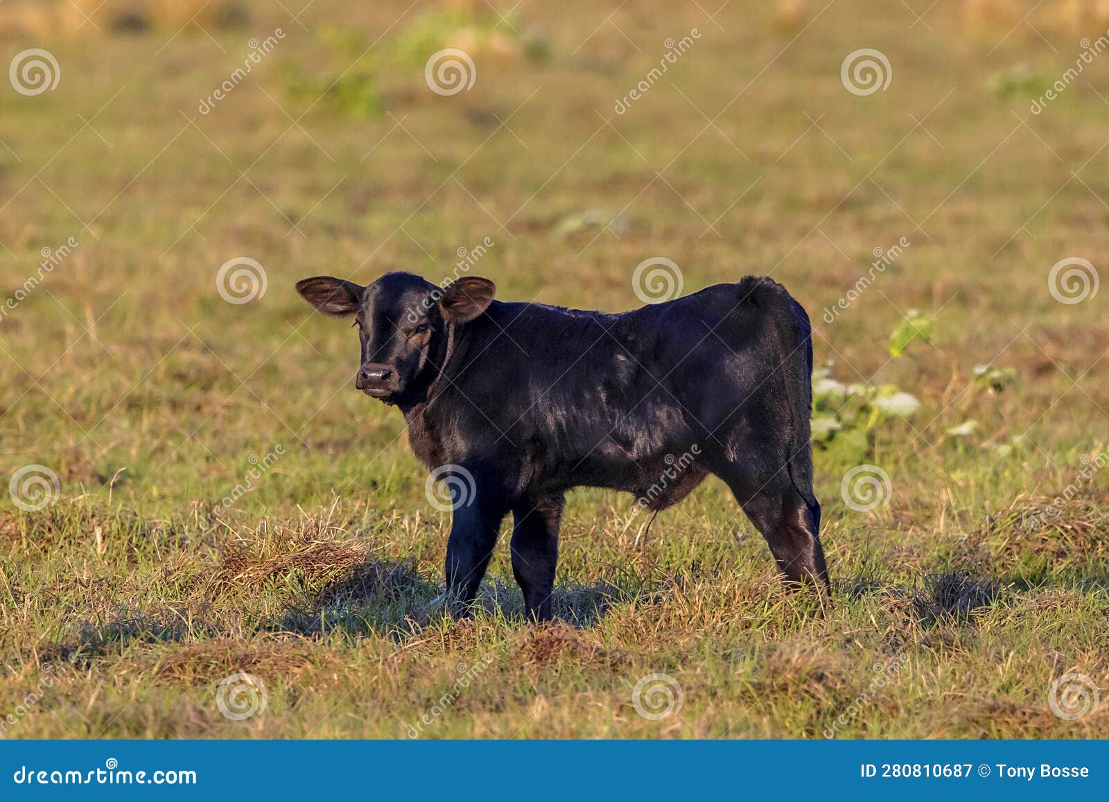 Black Angus Calf stock image. Image of mammal, agriculture - 280810687