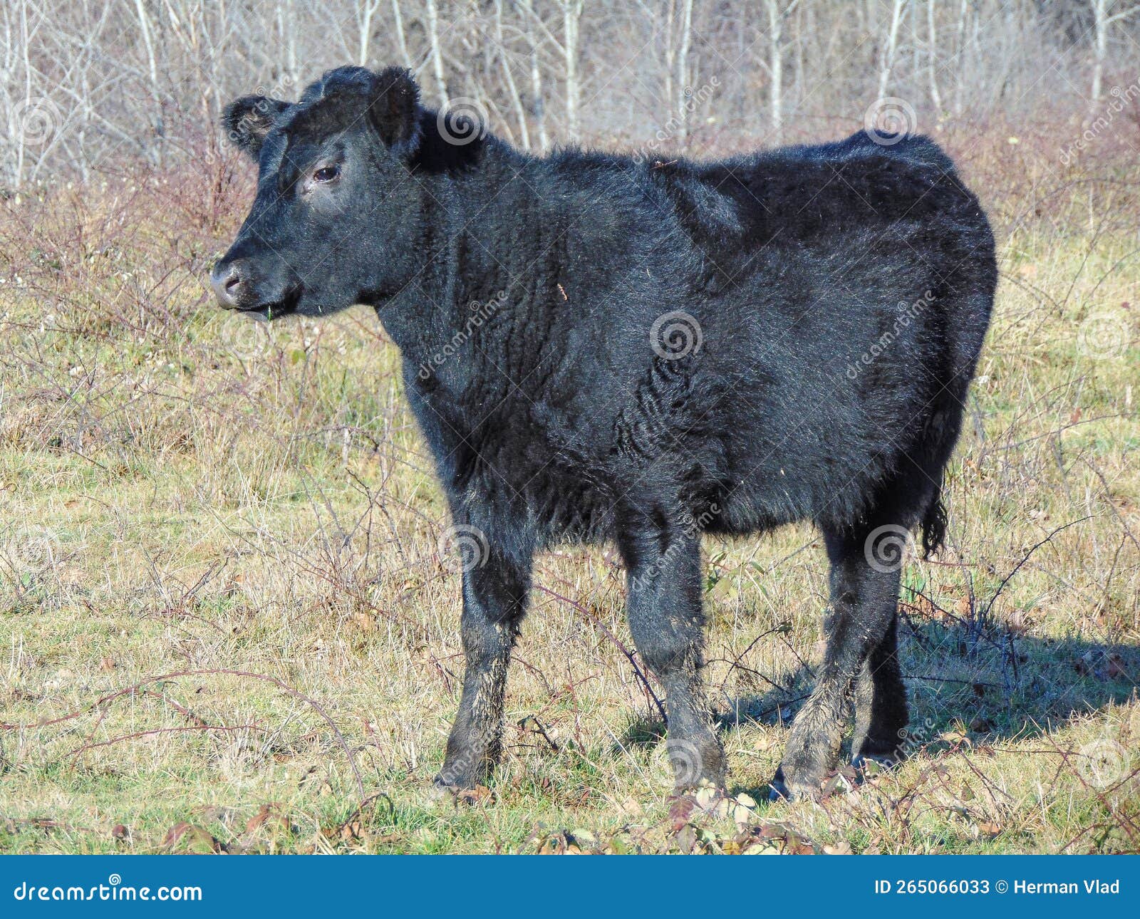 Black Angus Calf in the Field Stock Image - Image of animal, mammals ...