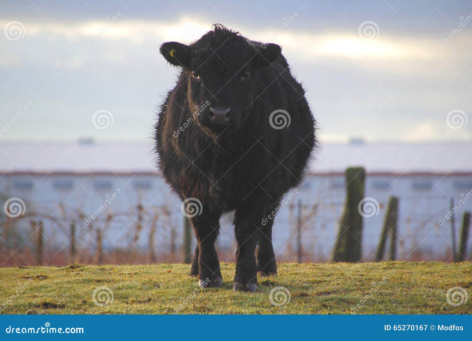 Black Angus Calf stock image. Image of exterior, farm - 65270167