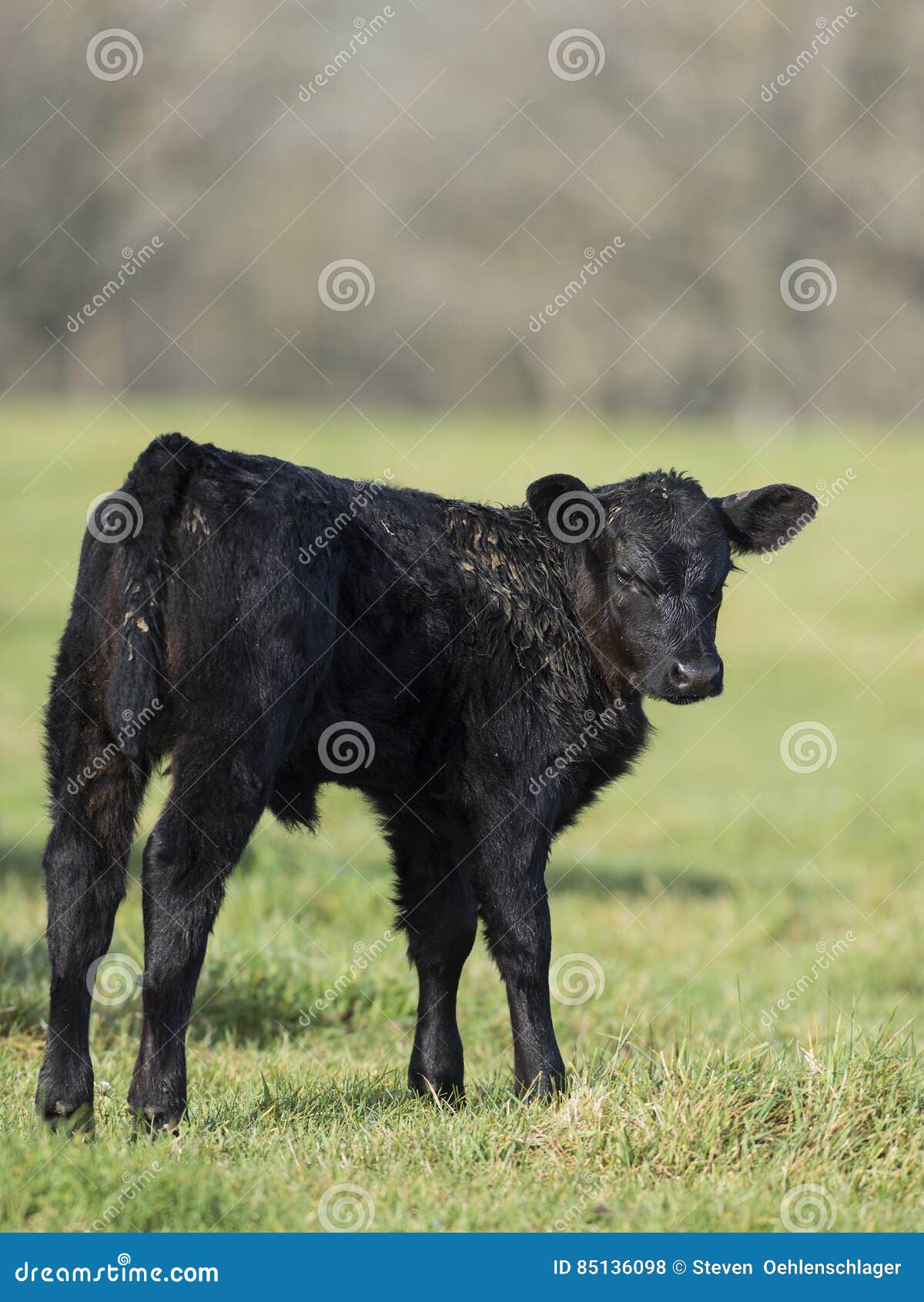 Black Angus Calf stock photo. Image of steer, ranch, angus - 85136098