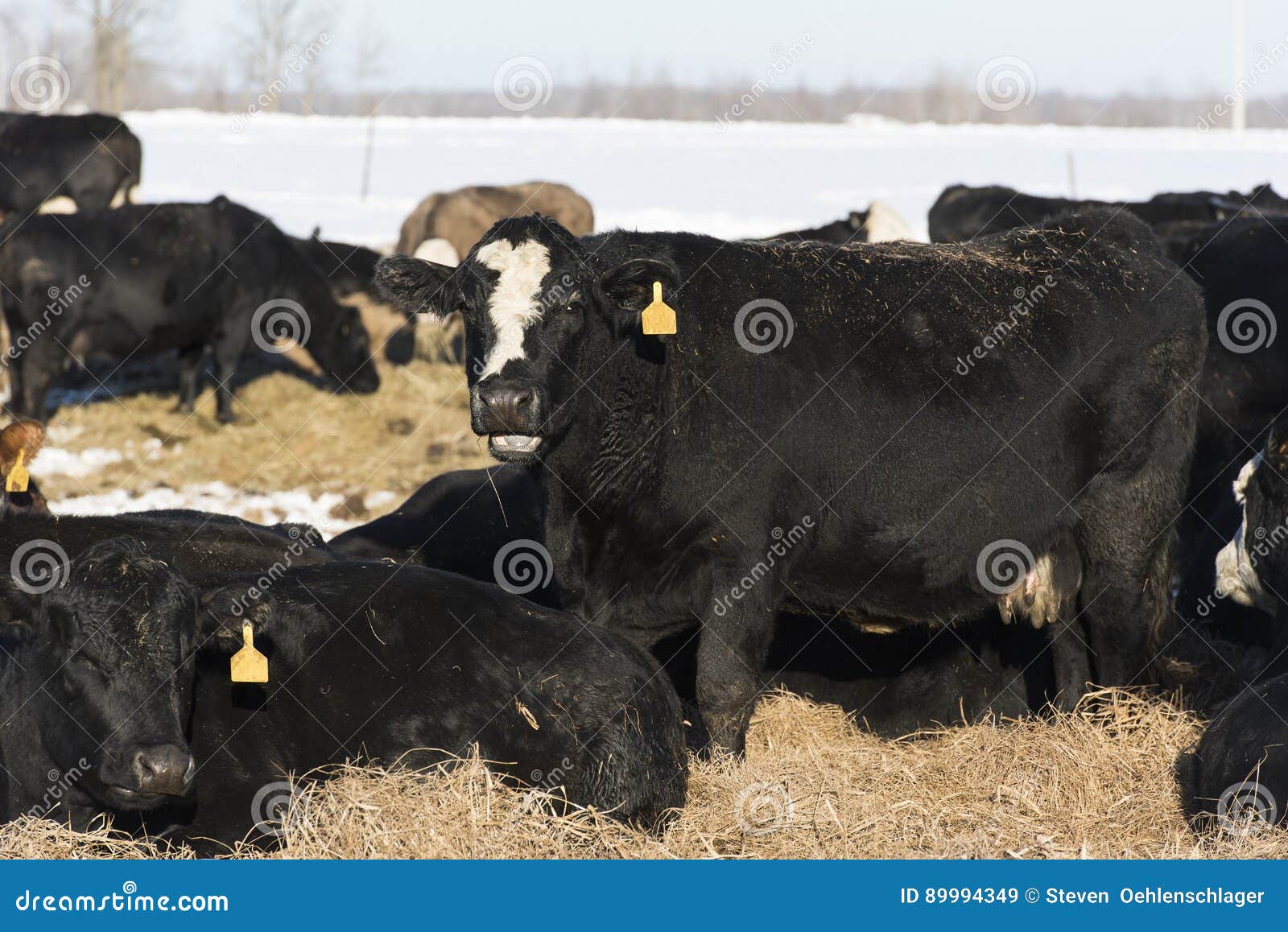Black Angus Cattle stock image. Image of cattle, feed - 89994349