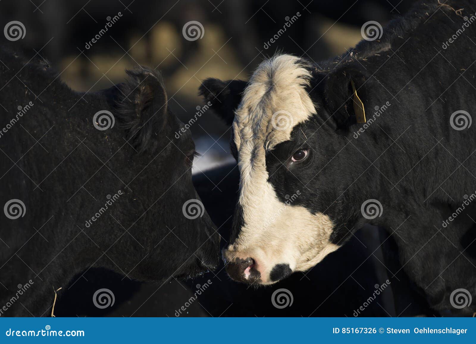Black Angus Cattle stock photo. Image of bull, herd, beef - 85167326
