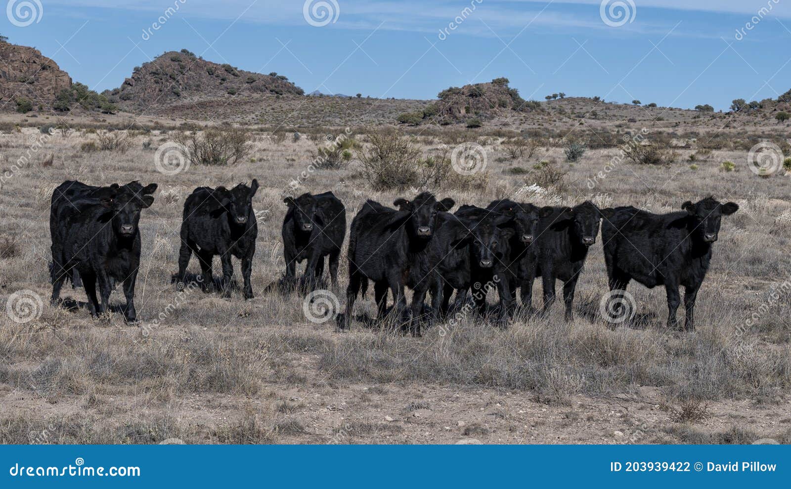 Black Angus Cattle Looking Forward on a Ranch Outside Marfa, Texas ...