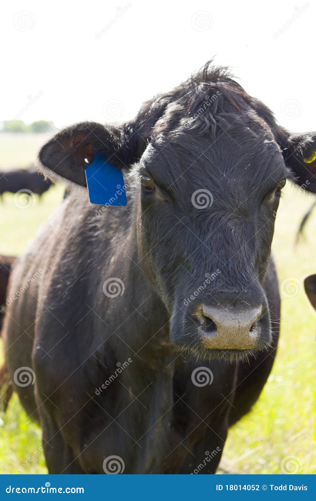 Black Angus Cow stock photo. Image of head, hair, eyes - 18014052