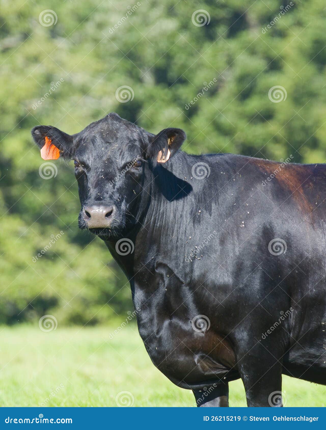 Black Angus Cow stock image. Image of angus, bull, farm - 26215219